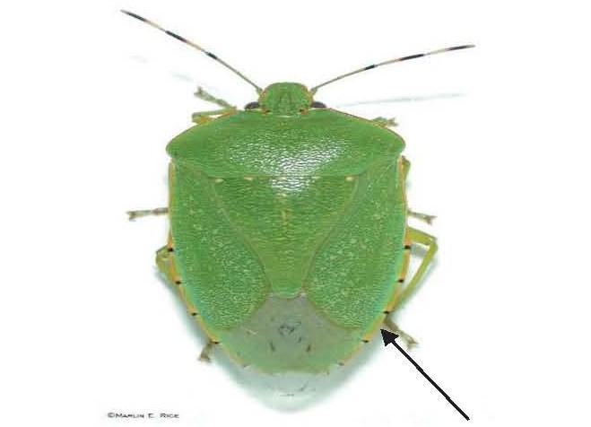 Common Stink Bugs of the Mid-Atlantic - Hemiptera: Pentatomidae | University of Maryland Extension